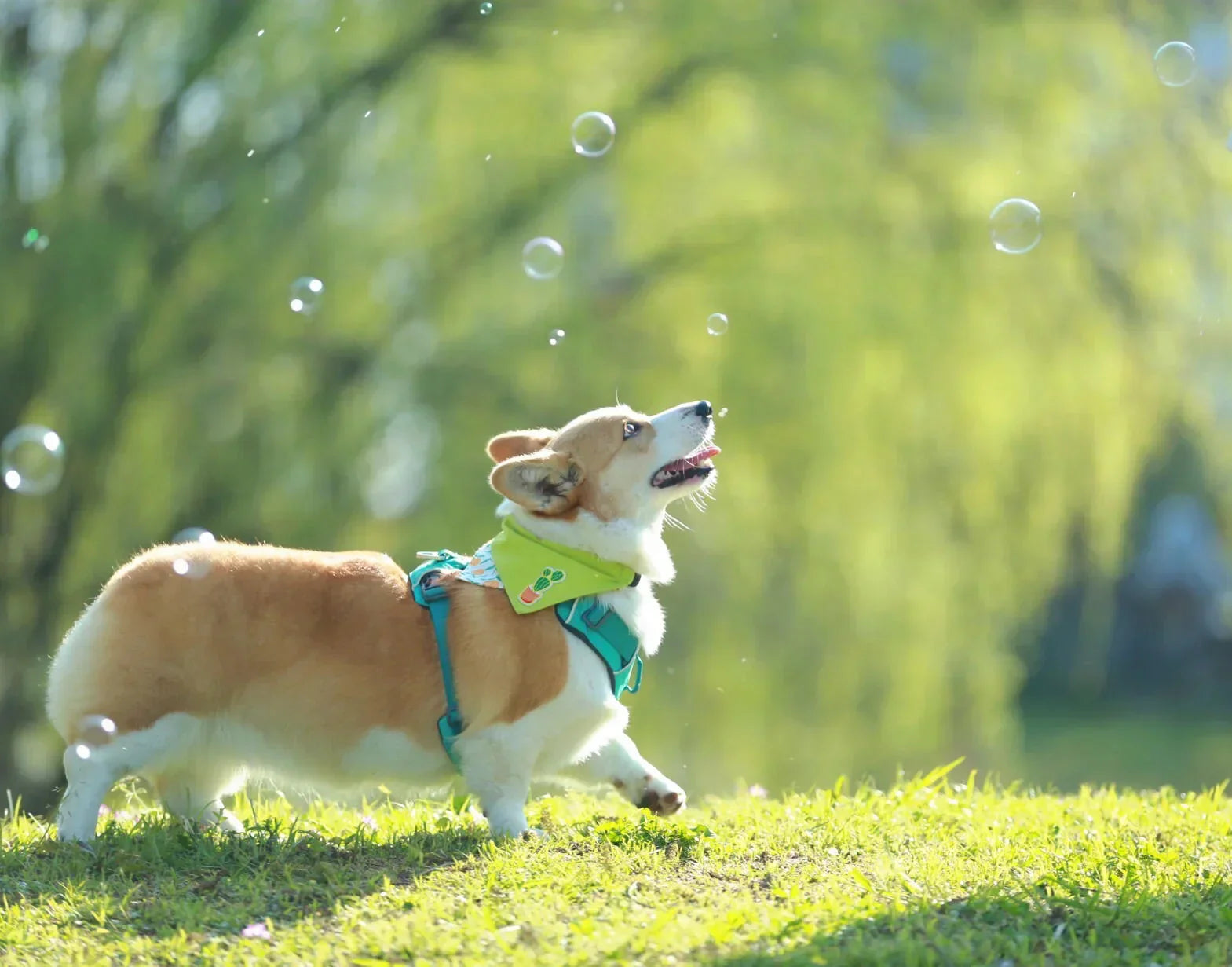Decoding Your Dog's Language: Understanding 28 Canine Messages – PetHub